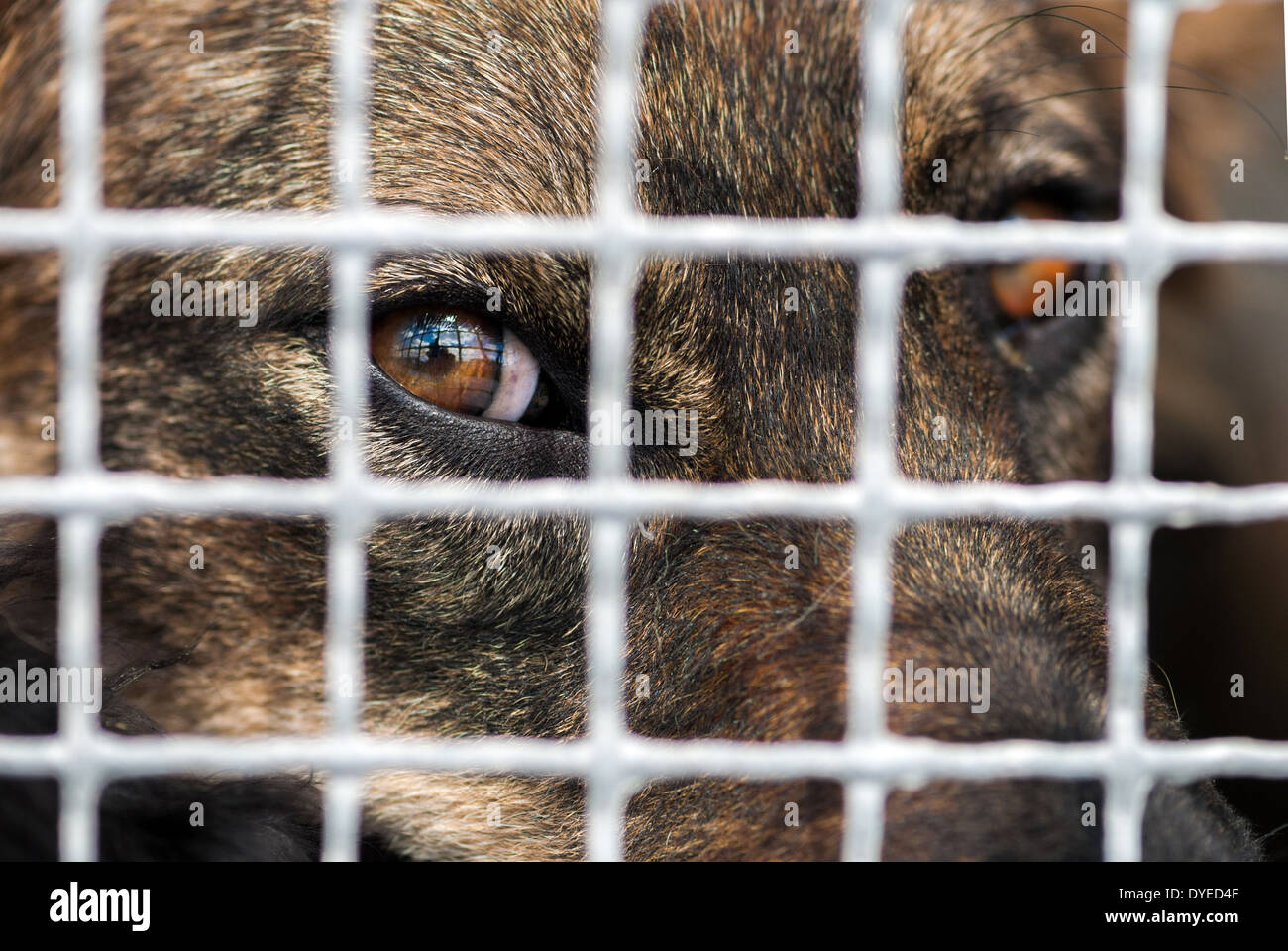 Dog face behind grating on a chain Stock Photo - Alamy