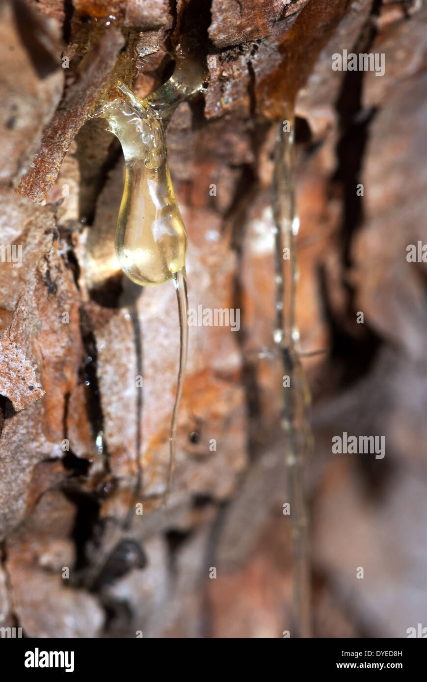 Twi trickles of resin pouring down a tree Stock Photo - Alamy