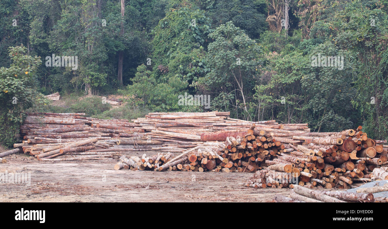 Secondary Rainforest High Resolution Stock Photography and Images - Alamy