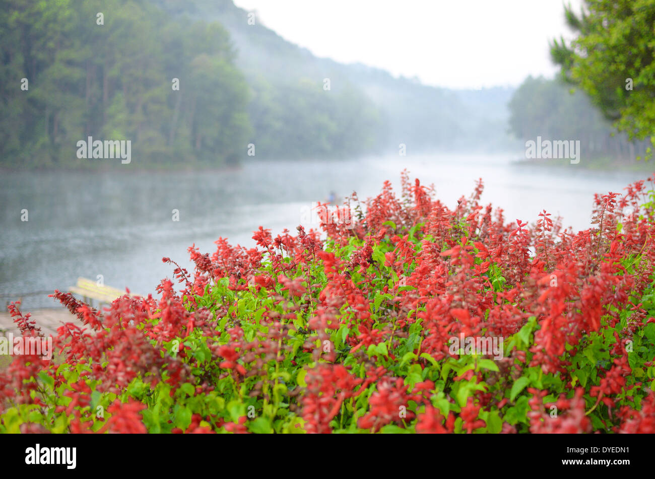 Summer landscape lake flowers red hi-res stock photography and images ...