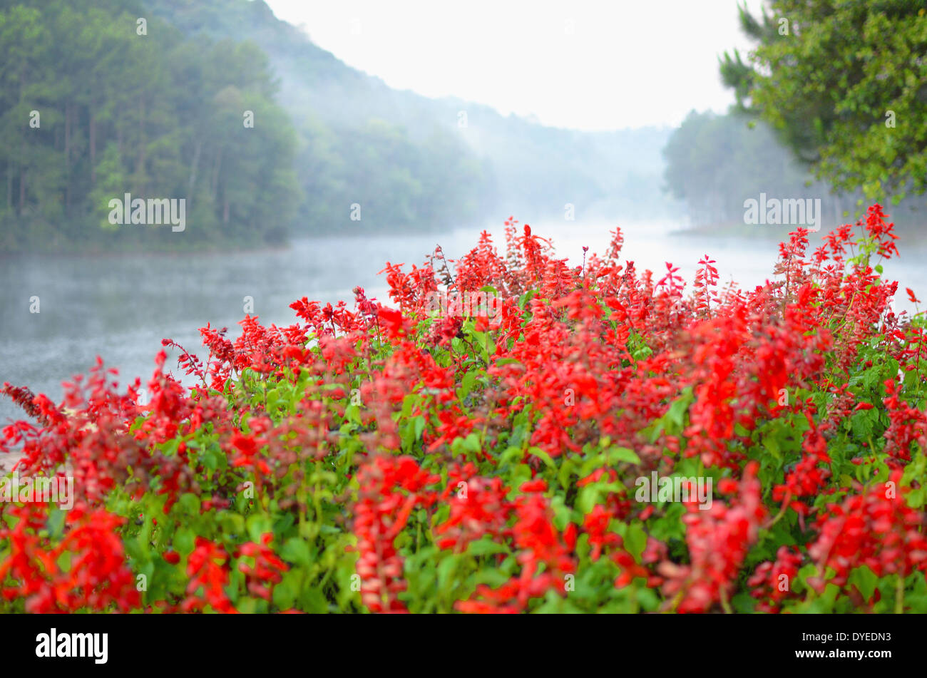 Summer landscape lake flowers red hi-res stock photography and images ...