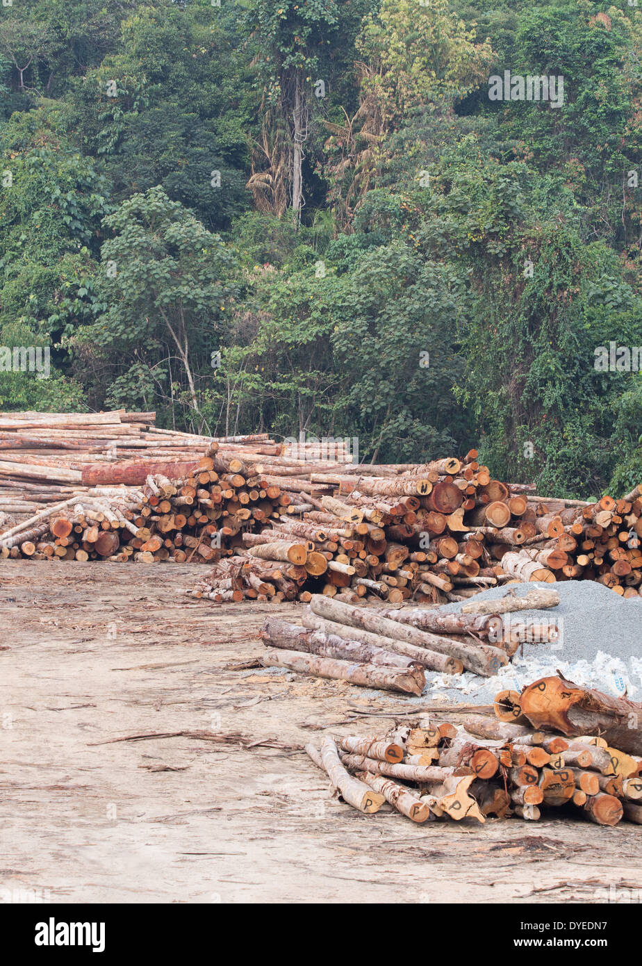 Felled timber, tree trunks, logs in a logging camp, surrounded by ...