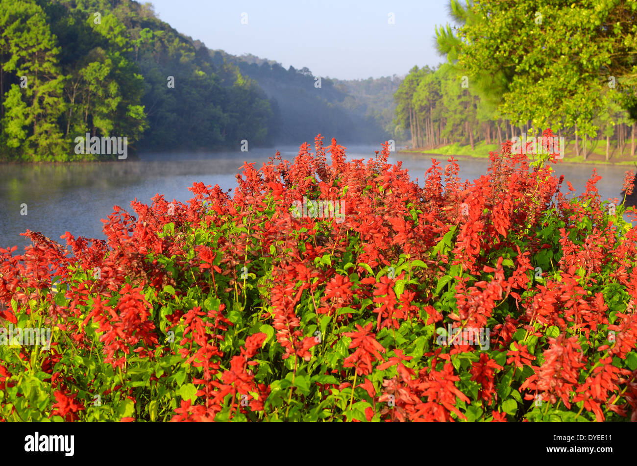 Mountain panorama reflection flowers hi-res stock photography and ...