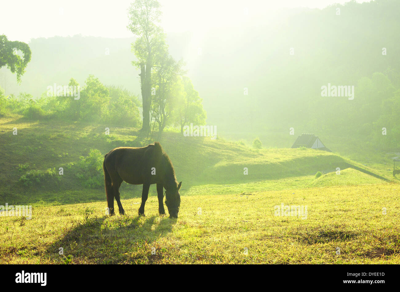 Horse silhouette against sunset hi-res stock photography and images - Alamy