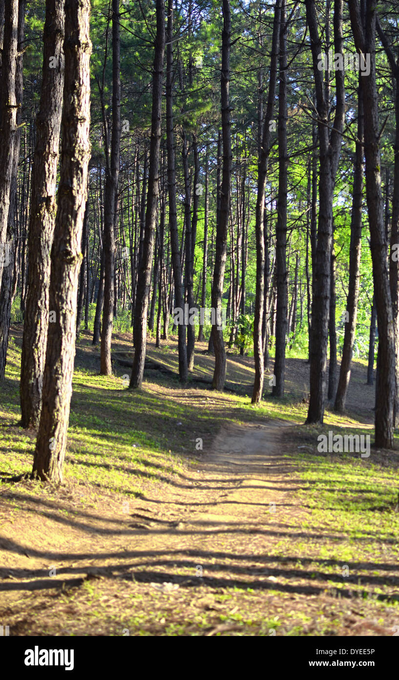 Morning in the woods hi-res stock photography and images - Alamy