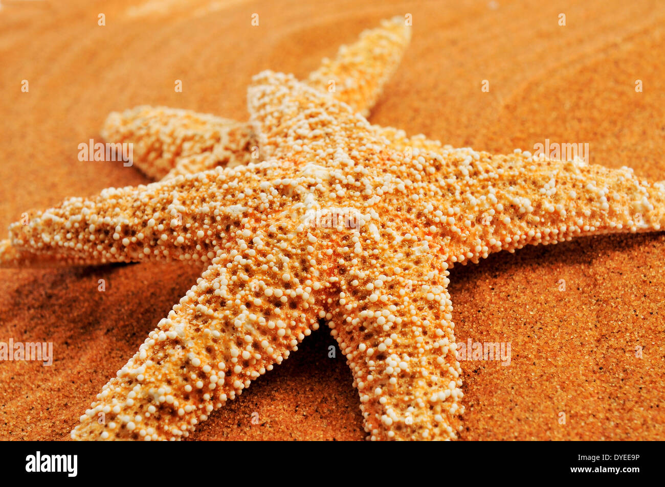 Starfishes hi-res stock photography and images - Alamy