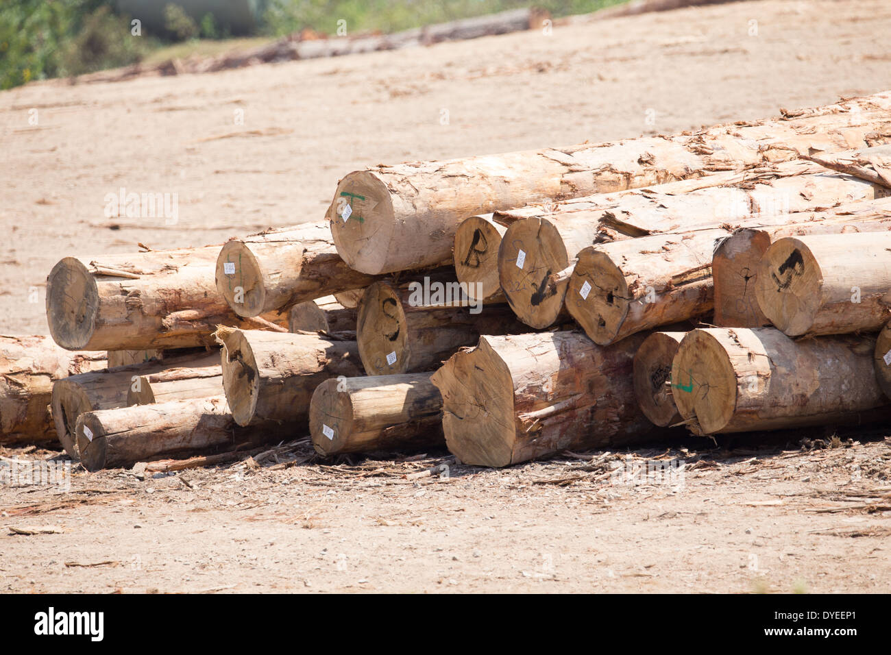 Felled timber, tree trunks, logs in a logging camp, surrounded by ...