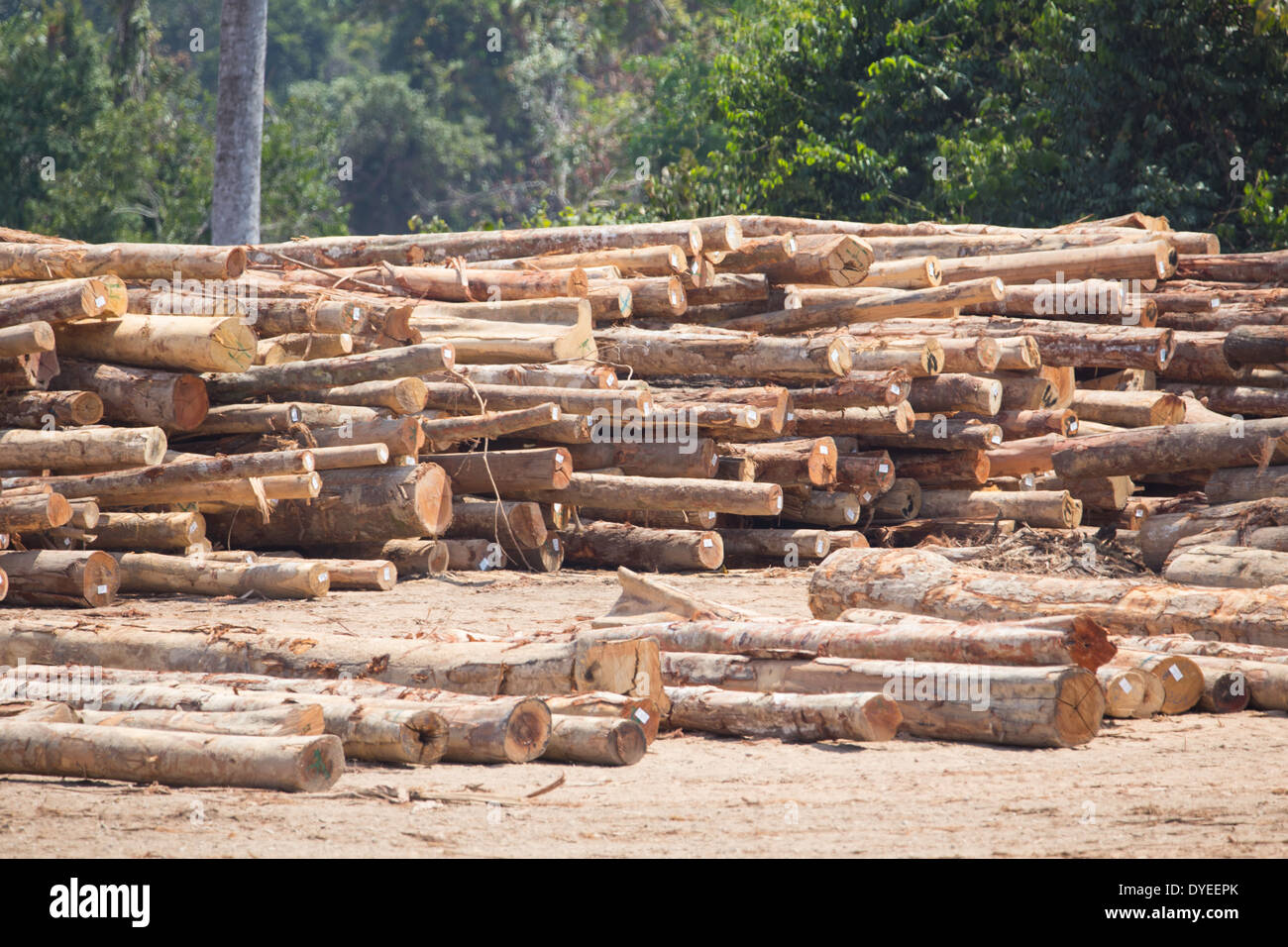 Felled timber, tree trunks, logs in a logging camp, surrounded by ...