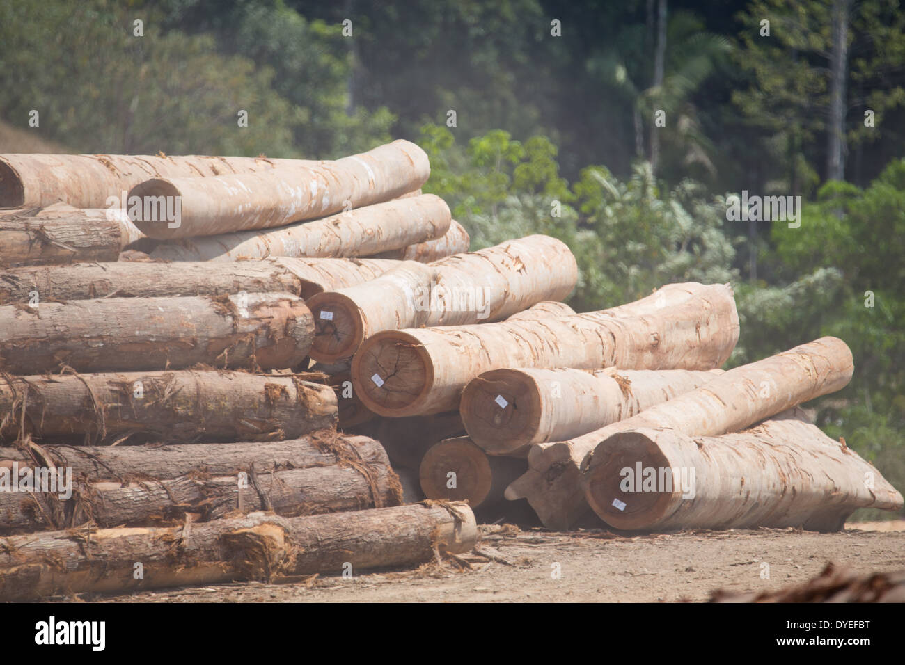 Secondary Rainforest High Resolution Stock Photography and Images - Alamy