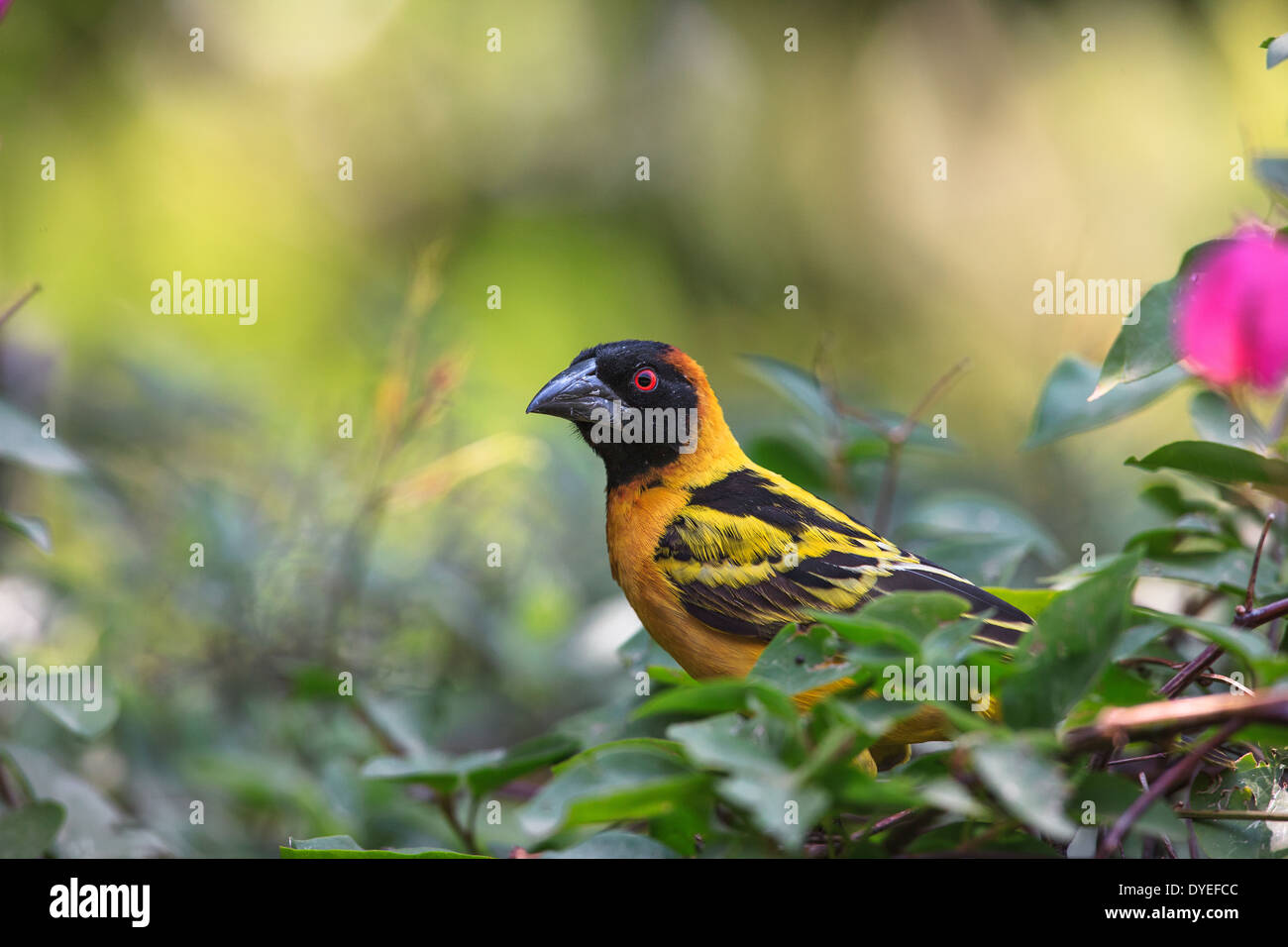 Yellow headed weaver birds hi-res stock photography and images - Alamy