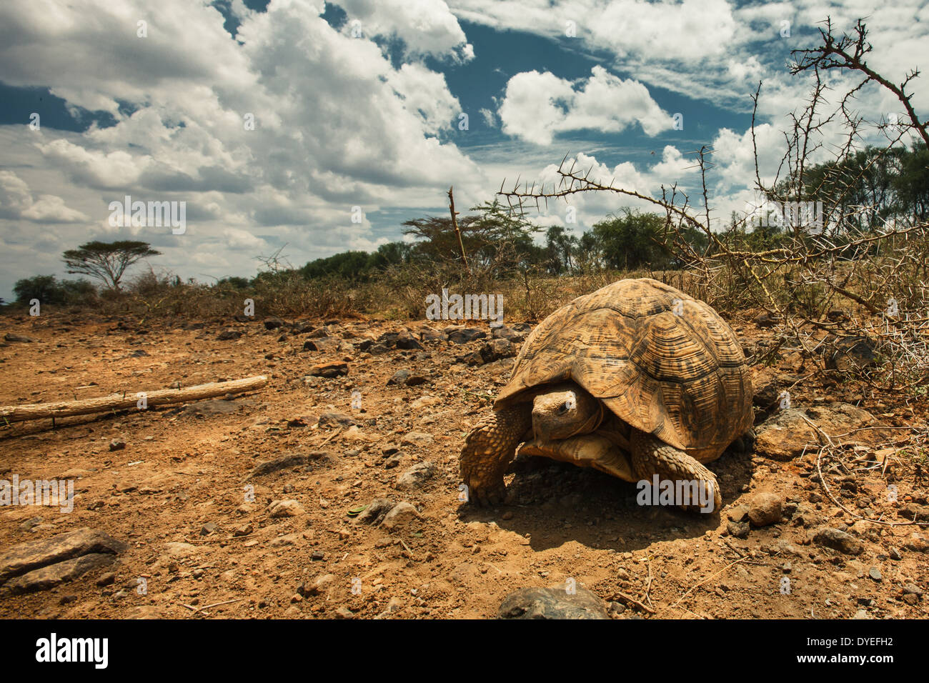 Leopard tortoise (Stigmochelys pardalis) in Kenyan village Stock Photo ...