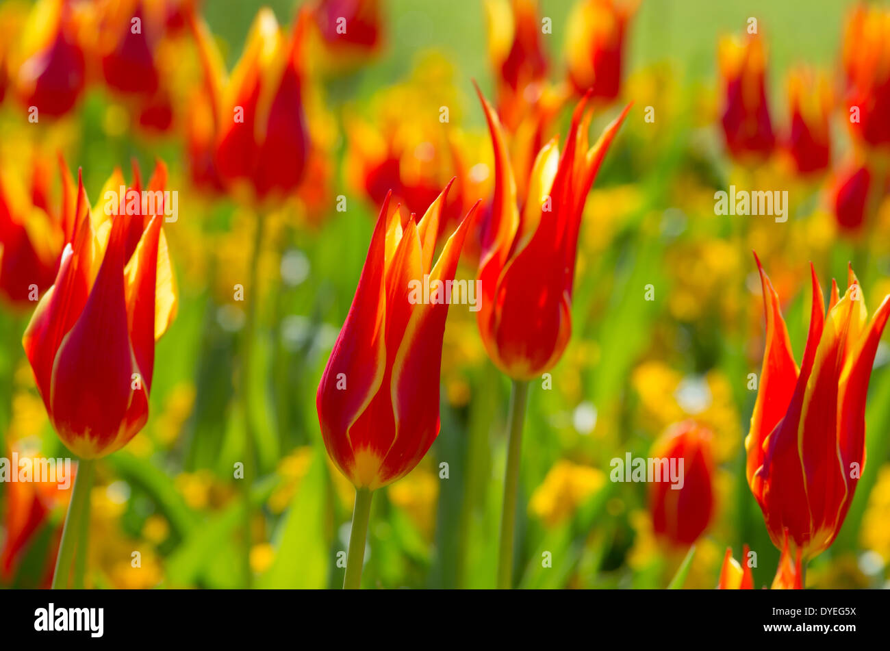 Fire tulips hi-res stock photography and images - Alamy
