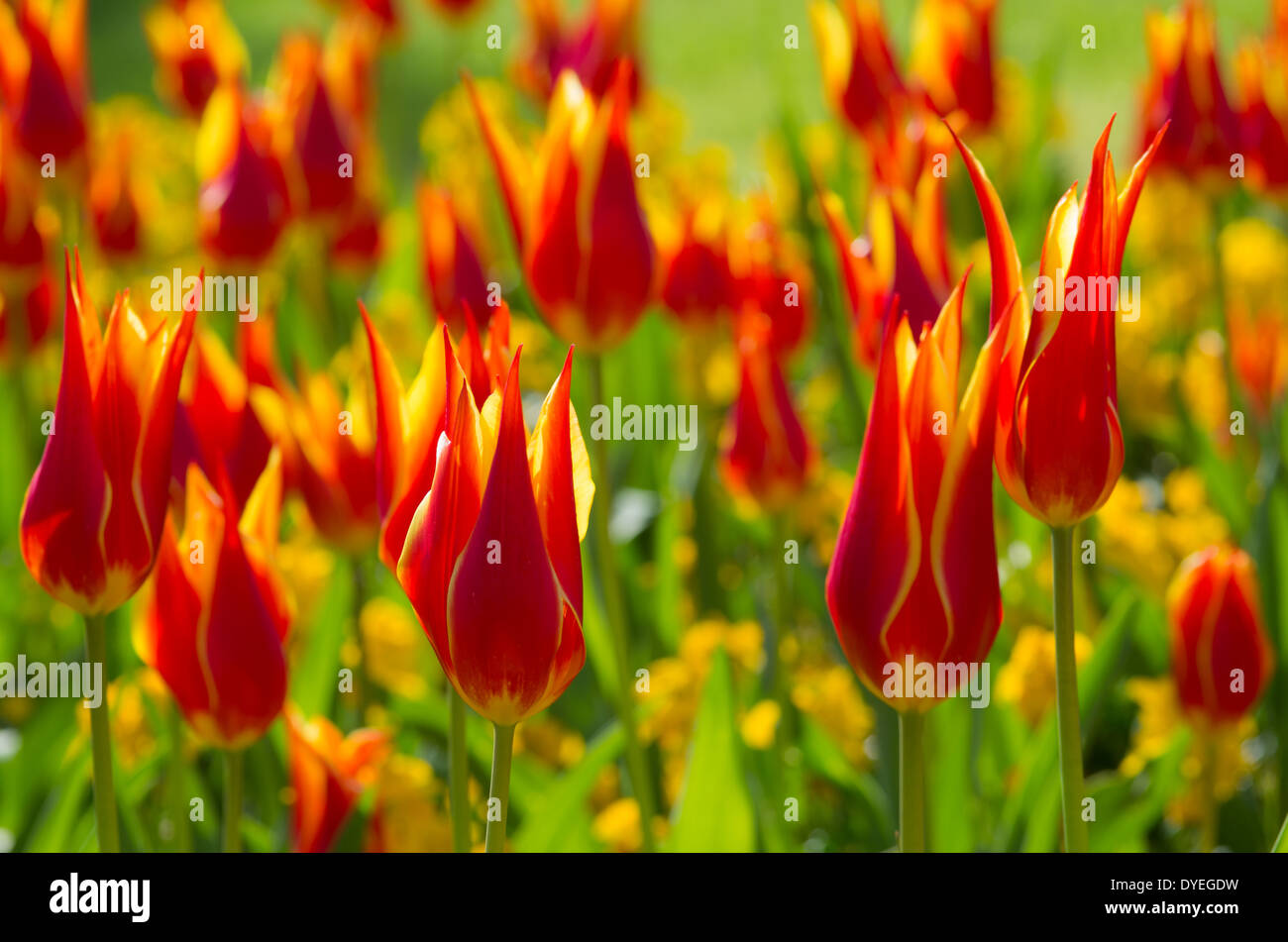 Red orange flower pattern hi-res stock photography and images - Alamy