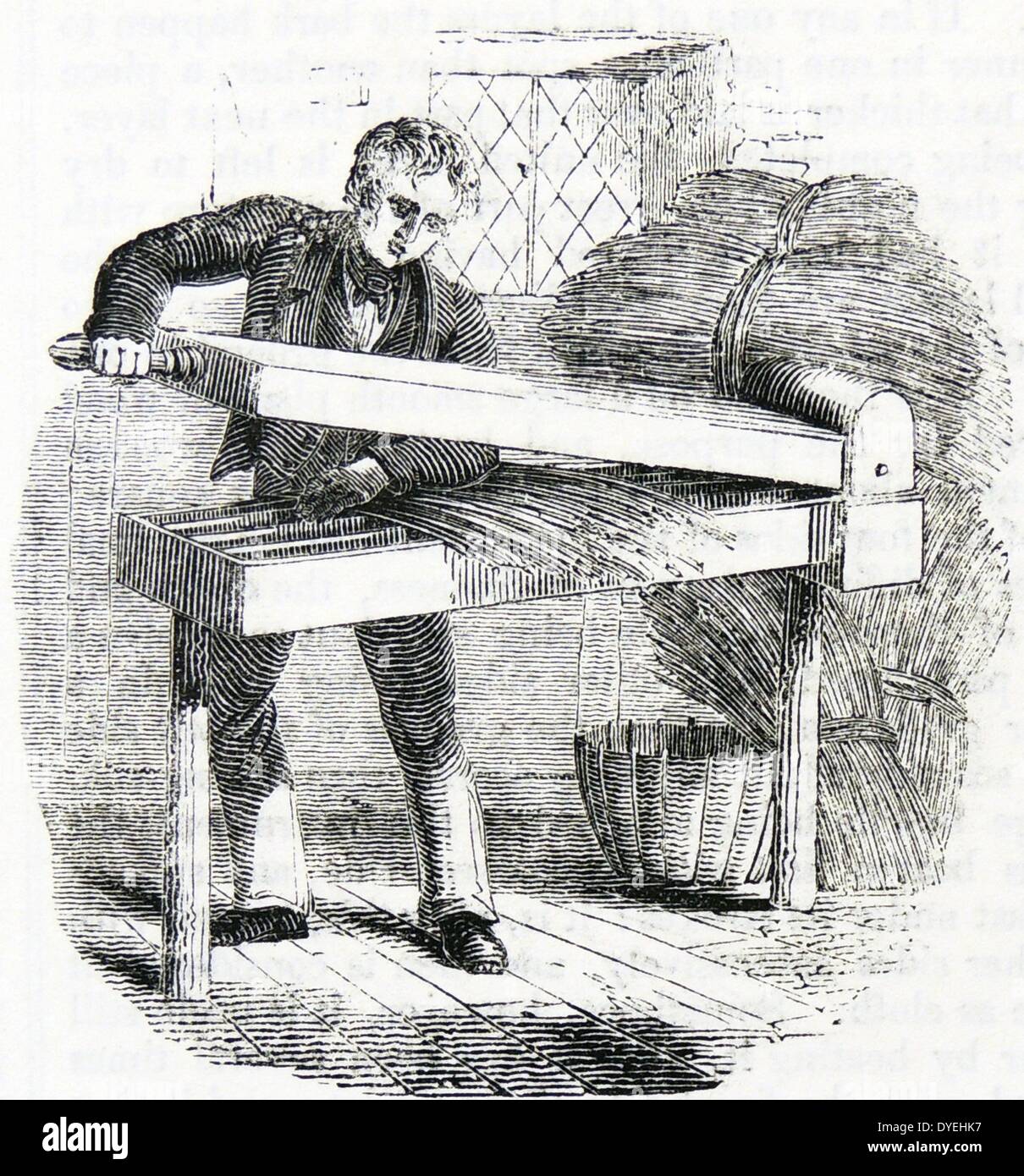 Bruising flax stalks in preparation for retting (soaking), one of the ...