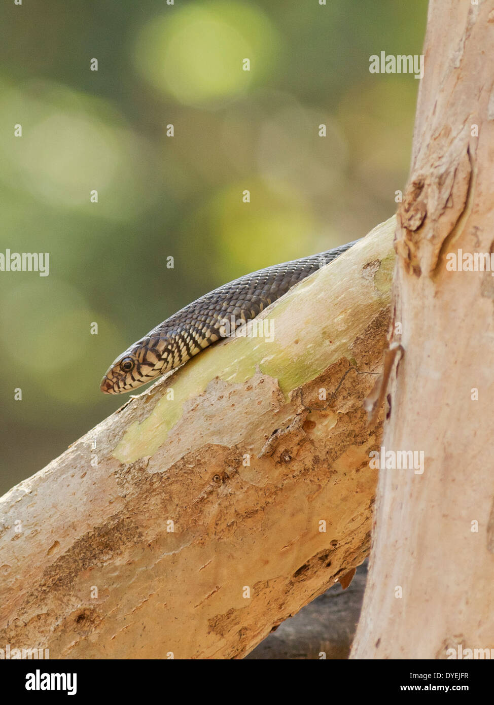 oriental ratsnake or Indian rat snake (Ptyas mucosa Stock Photo - Alamy