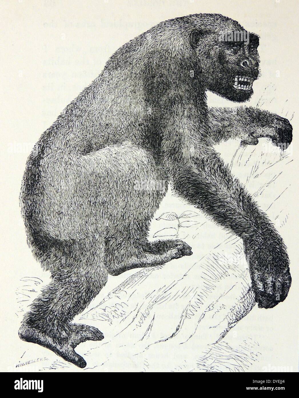 The Gorilla, after Wolf. From ''Man's Place in Nature'', London, 1894 ...