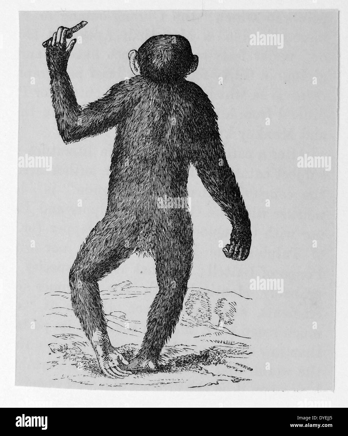Rear view of 'Pygmie' (Chimpanzee) as described to the Royal Society of ...