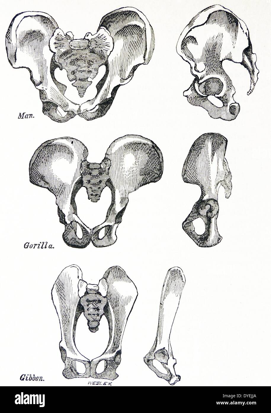 Human Pelvis Side View