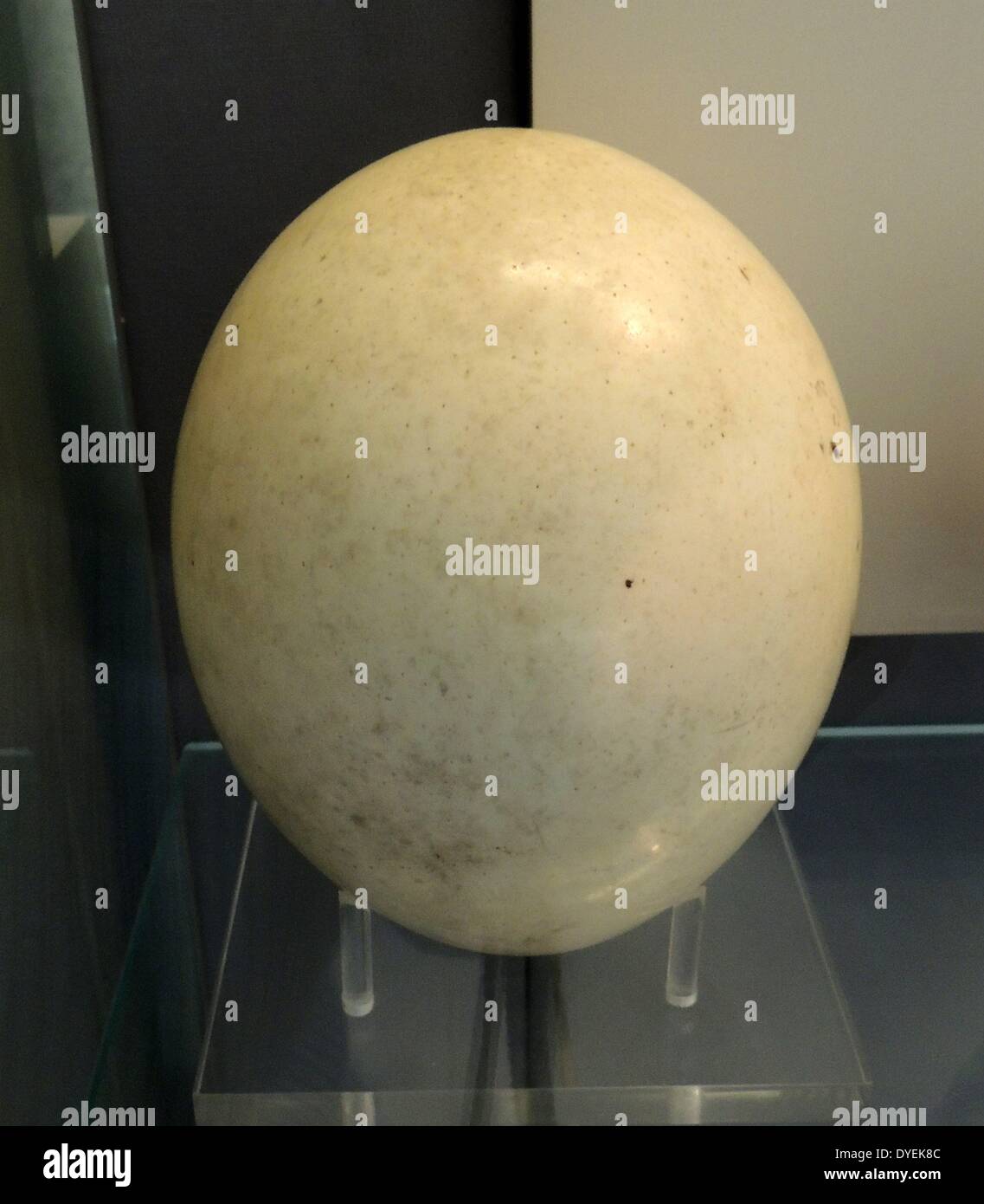 Ostrich shell beads hi-res stock photography and images - Alamy