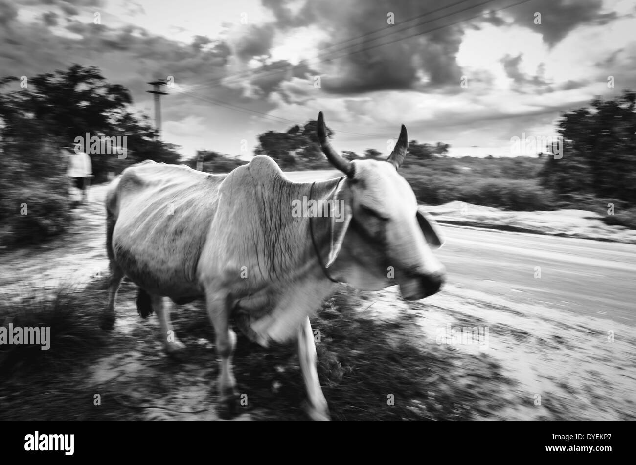 Brown beef cow Black and White Stock Photos & Images - Alamy