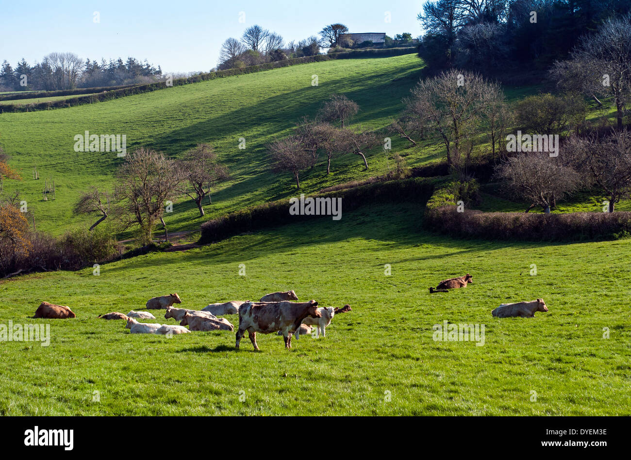 pastoral scene near Stoke Gabriel,Devon.arcadian,cows lying down ...