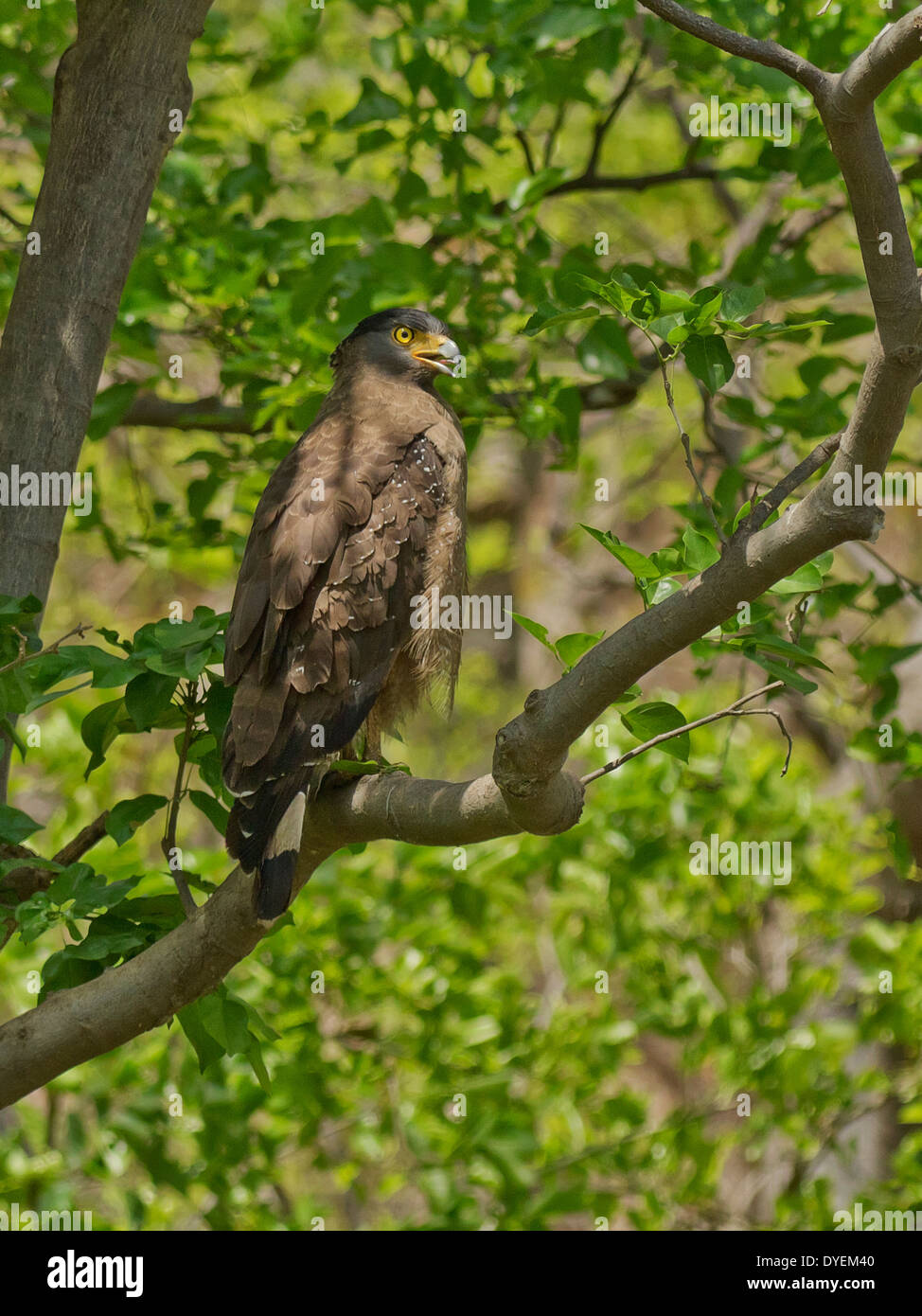 Crested Serpent Eagle (Spilornis cheela Stock Photo - Alamy