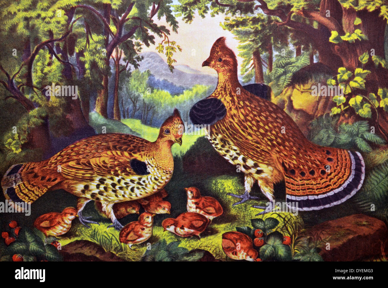 Currier & Ives Illustration 19th Century. The Happy Family, Ruffed ...