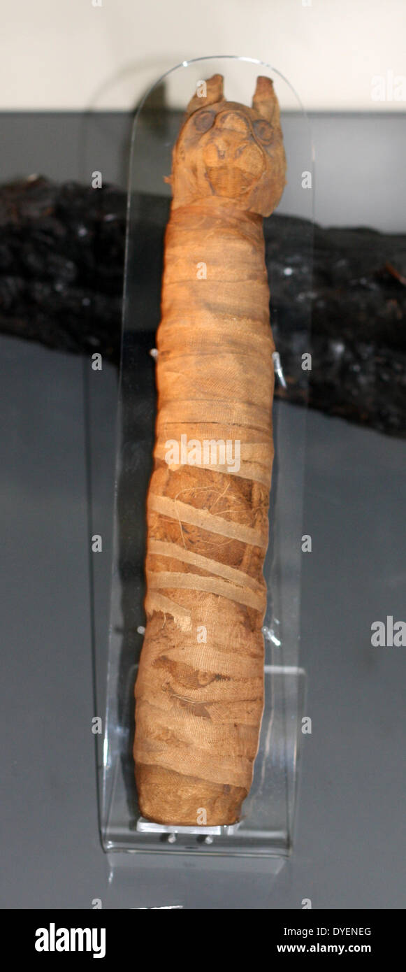 Egyptian mummified animals included birds, cats, snakes and crocodiles ...