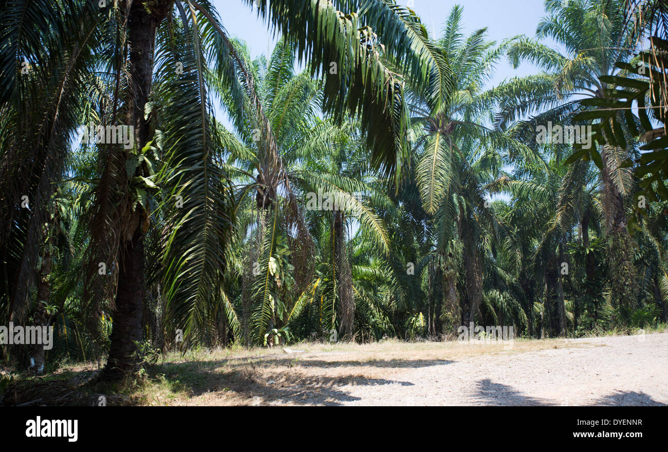 Palm Oil plantation in Pahang province, Malaysia Stock Photo - Alamy