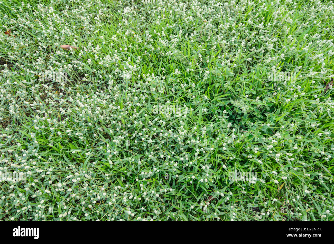 Grass bloom plant in the green nature or in the garden Stock Photo - Alamy