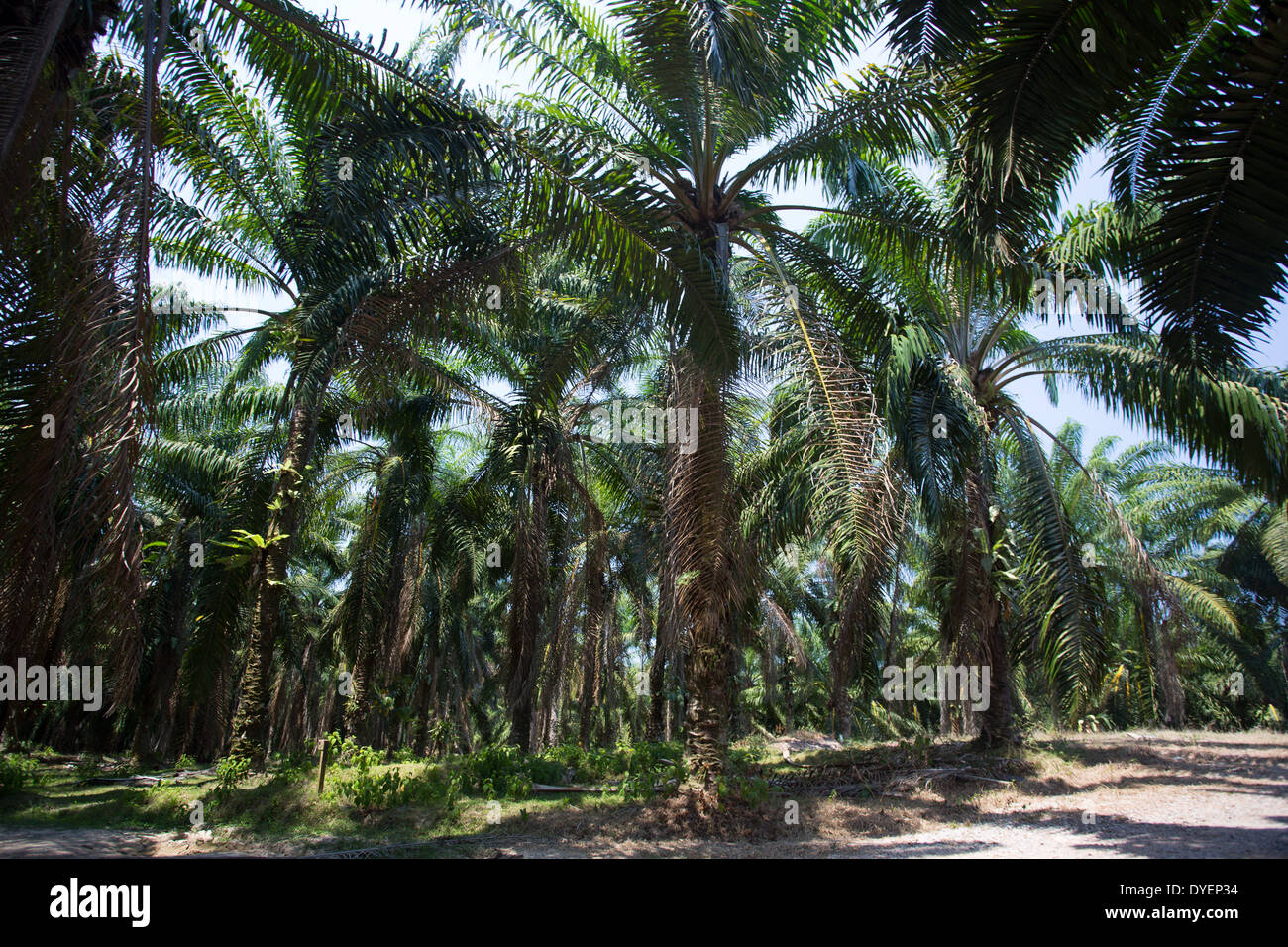 Palm Oil plantation in Pahang province, Malaysia Stock Photo - Alamy