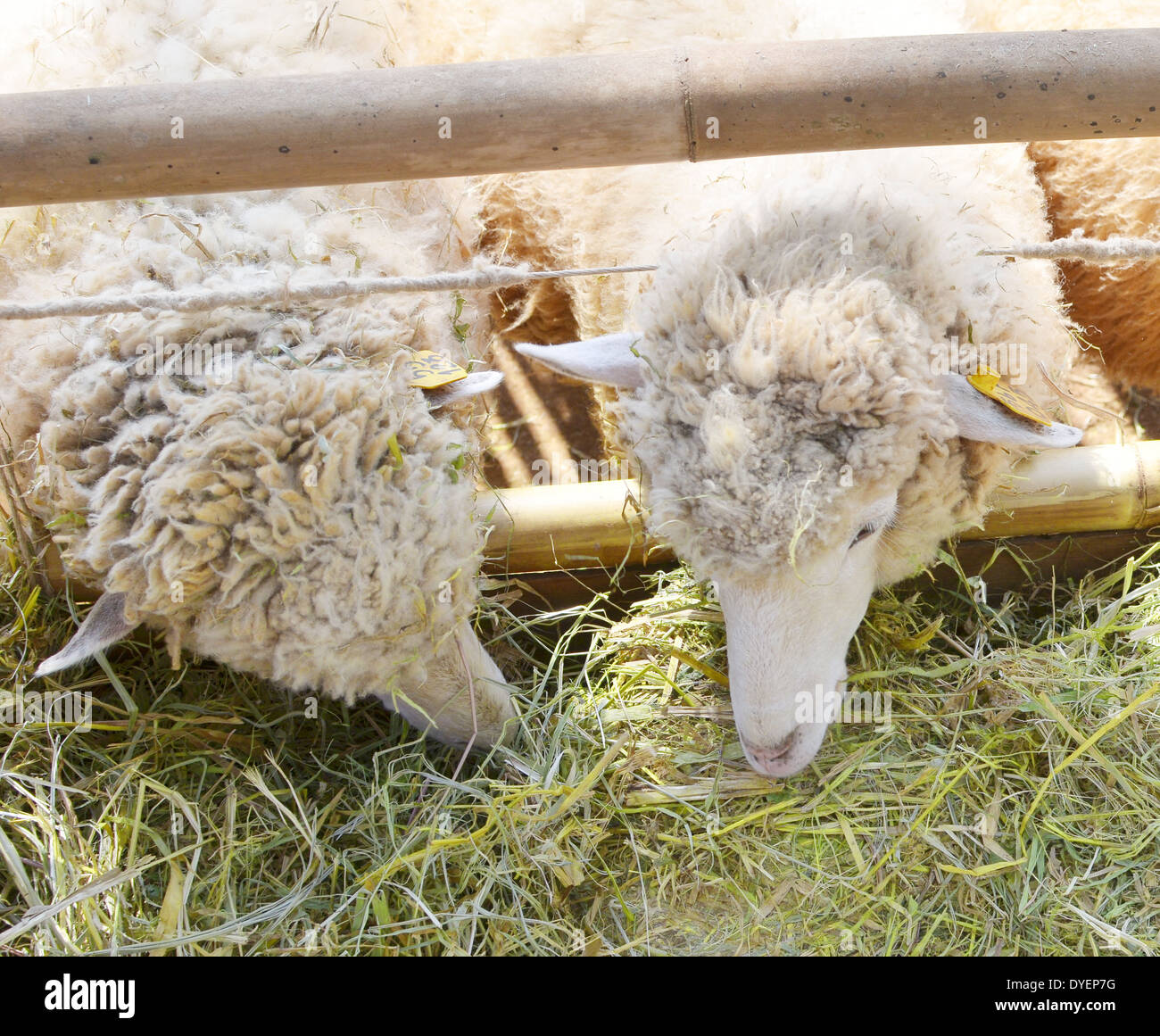 sheep eating hay on a farm Stock Photo - Alamy