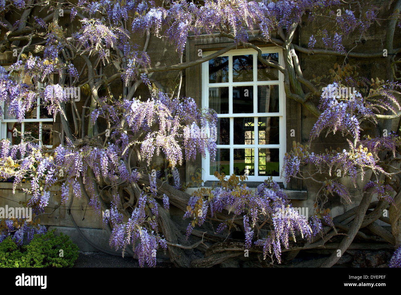 Wisteria covering a building hi-res stock photography and images - Alamy