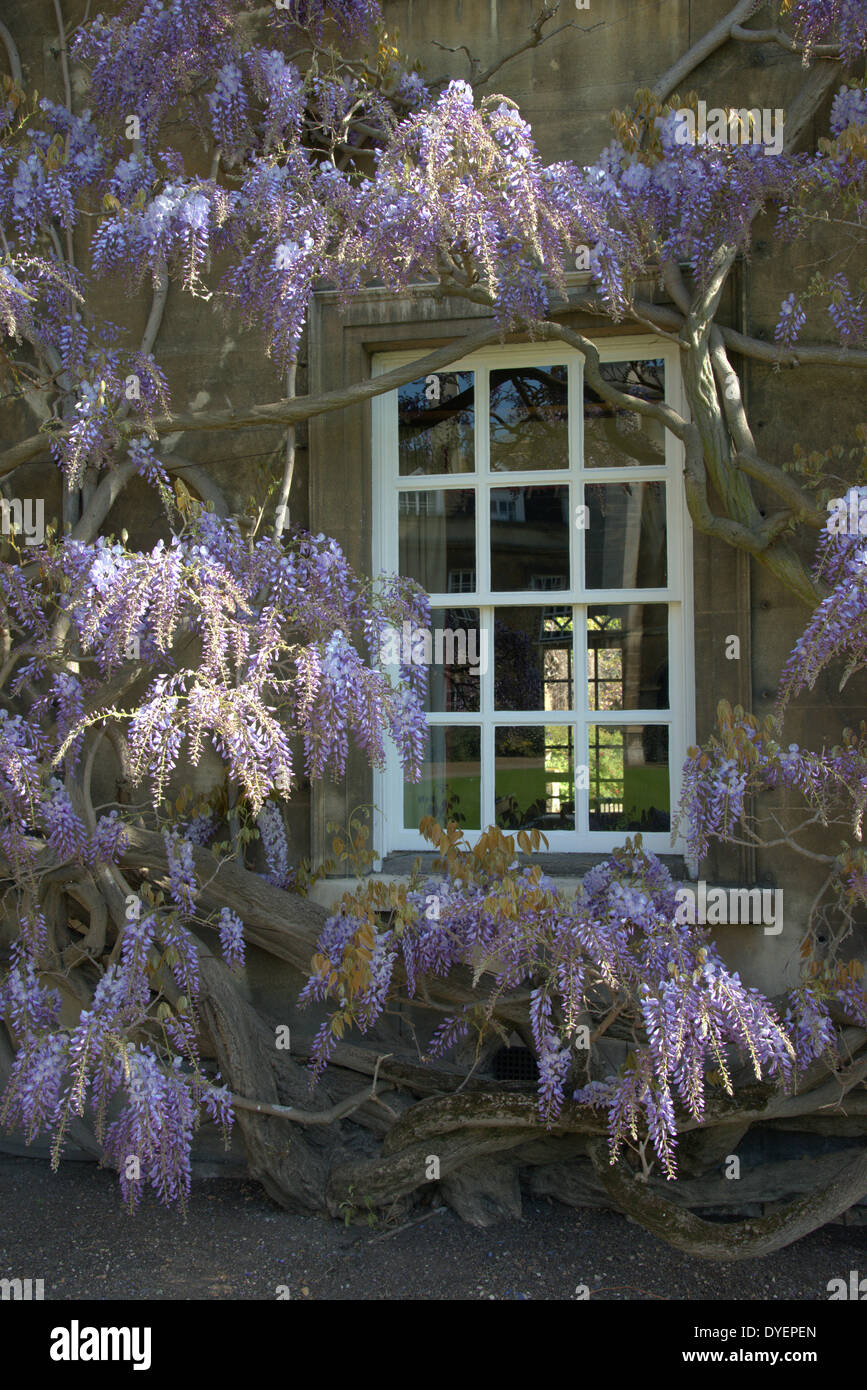 Wisteria covering a building hi-res stock photography and images - Alamy