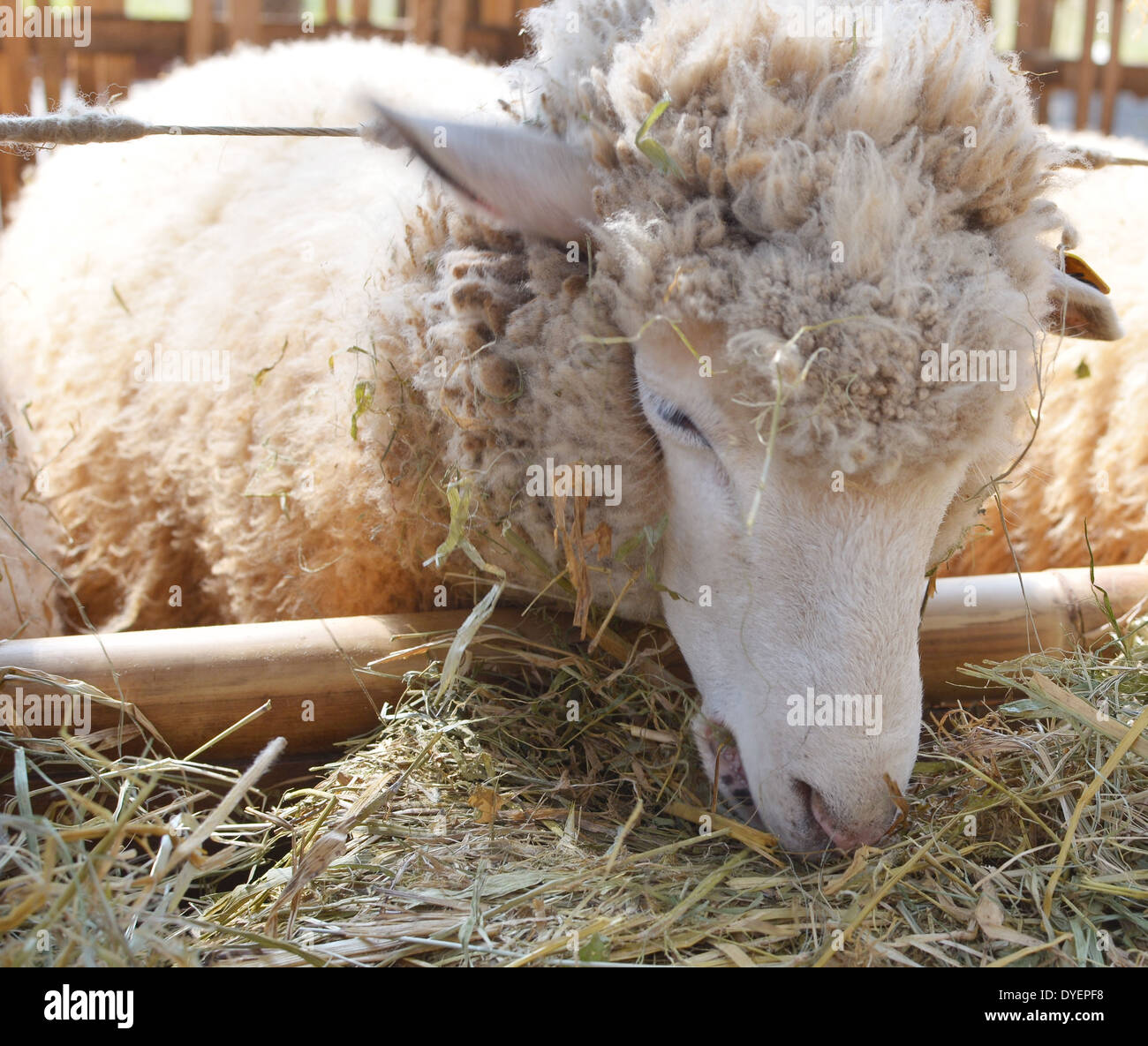 sheep eating hay on a farm Stock Photo - Alamy