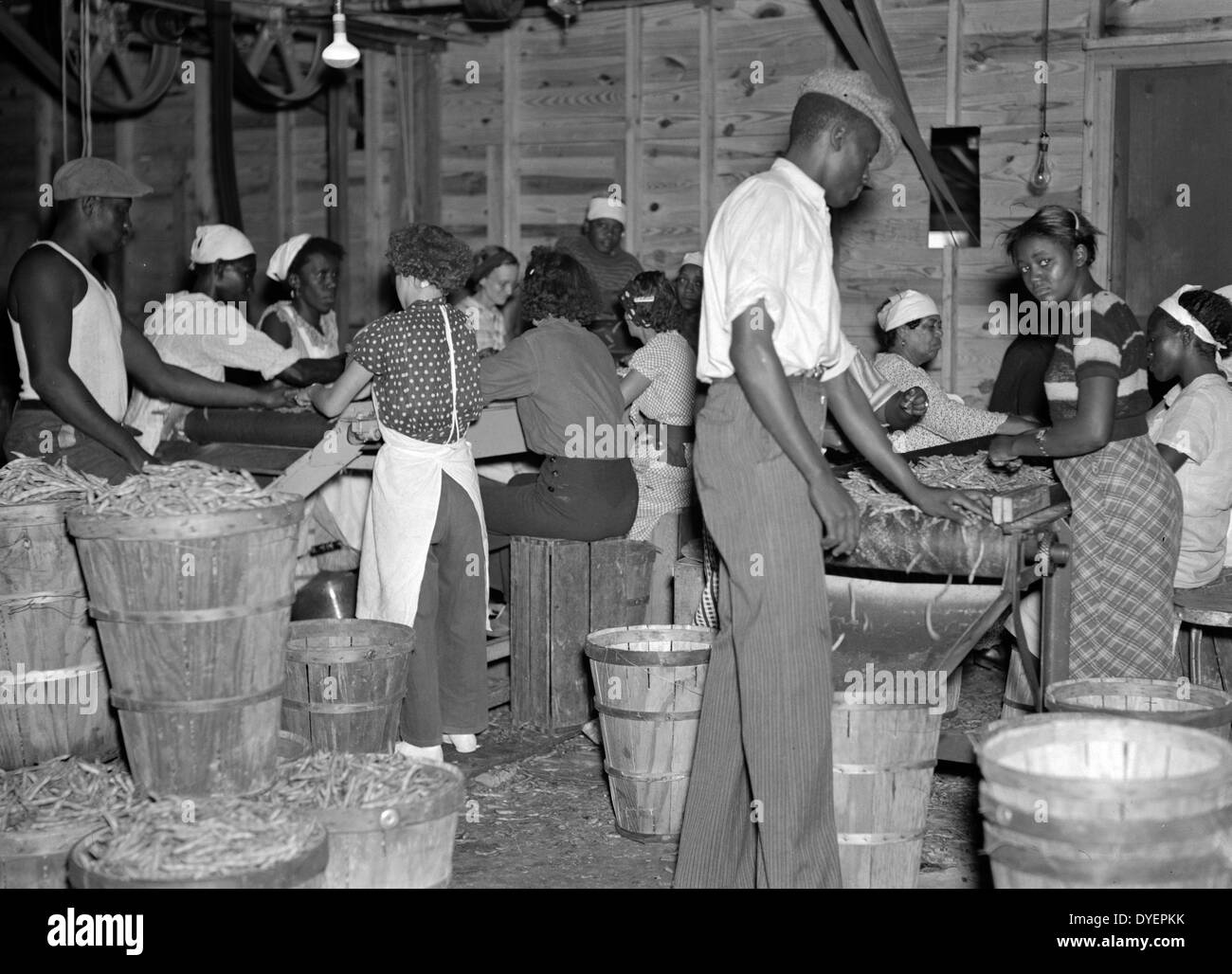 Canning plant employees grading beans. Dania, Florida. Many of these ...