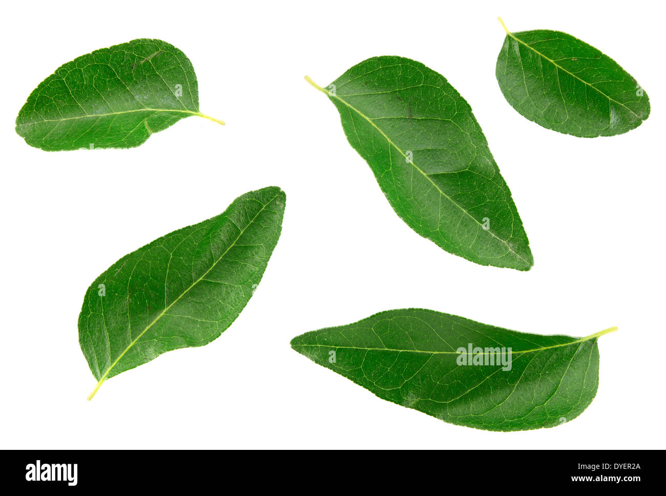 Curry leaves hi-res stock photography and images - Alamy