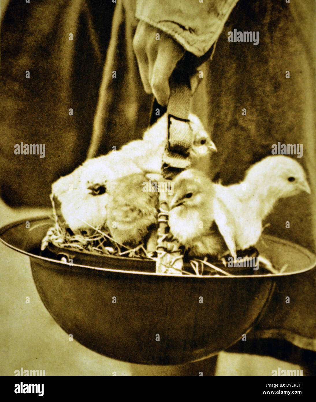 Wwii war pigeon hi-res stock photography and images - Alamy