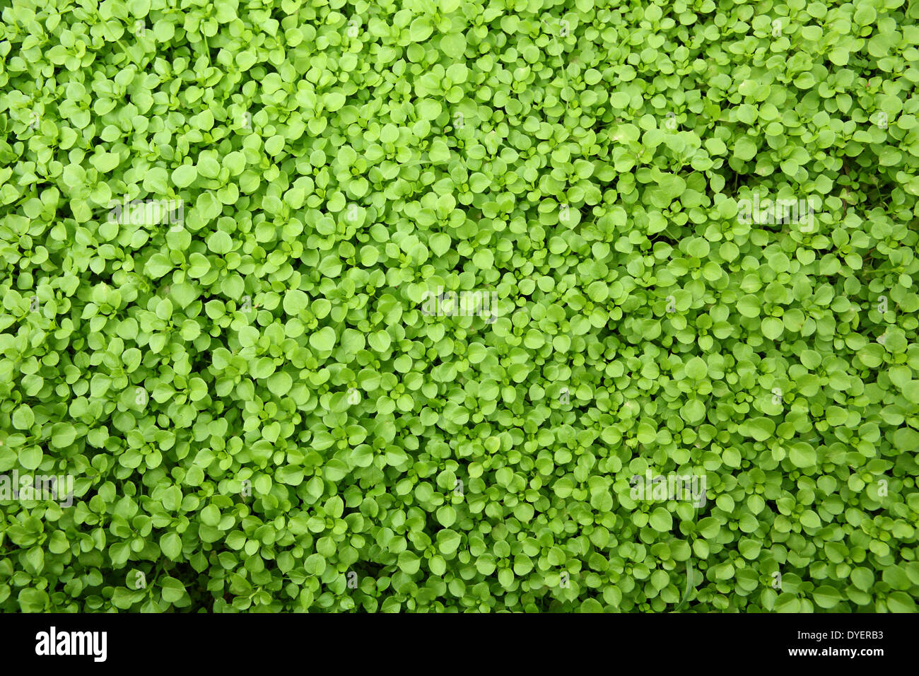 Texture of green plants Stock Photo - Alamy