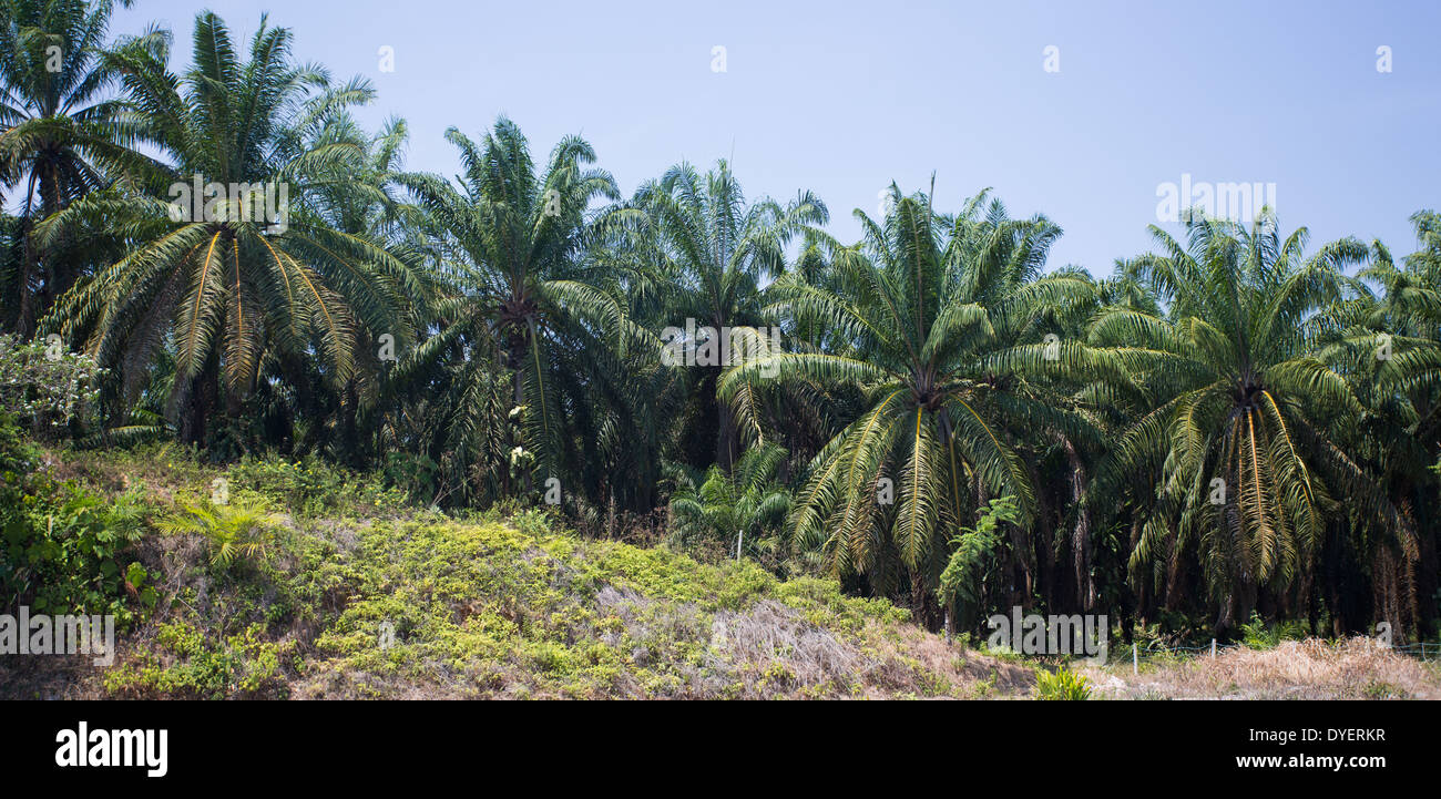 Palm Oil plantation in Pahang province, Malaysia Stock Photo - Alamy