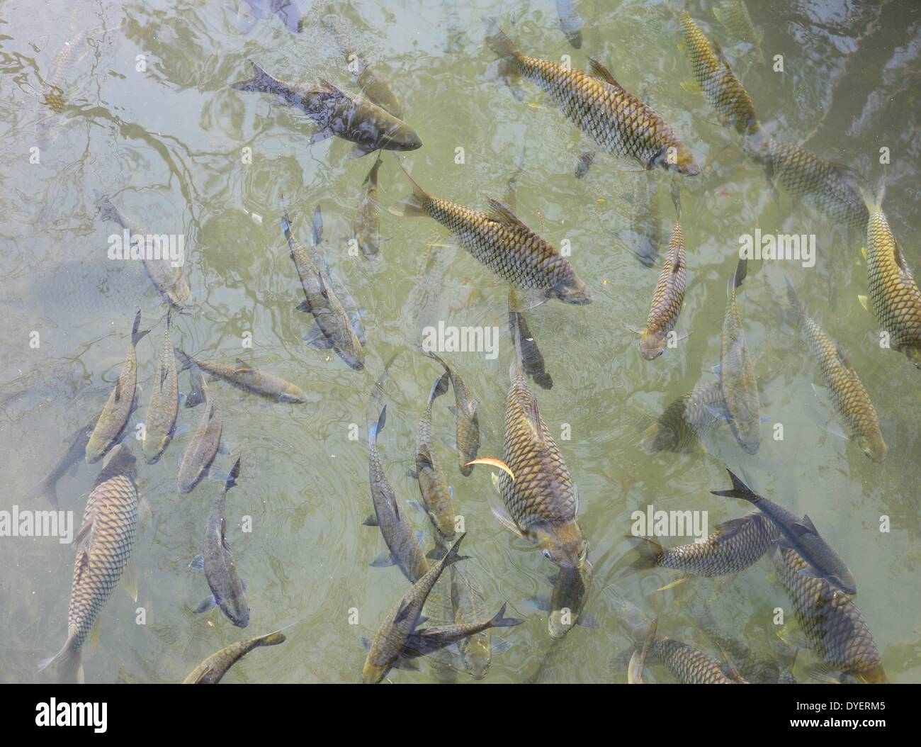 Fishes in the lake hi-res stock photography and images - Alamy
