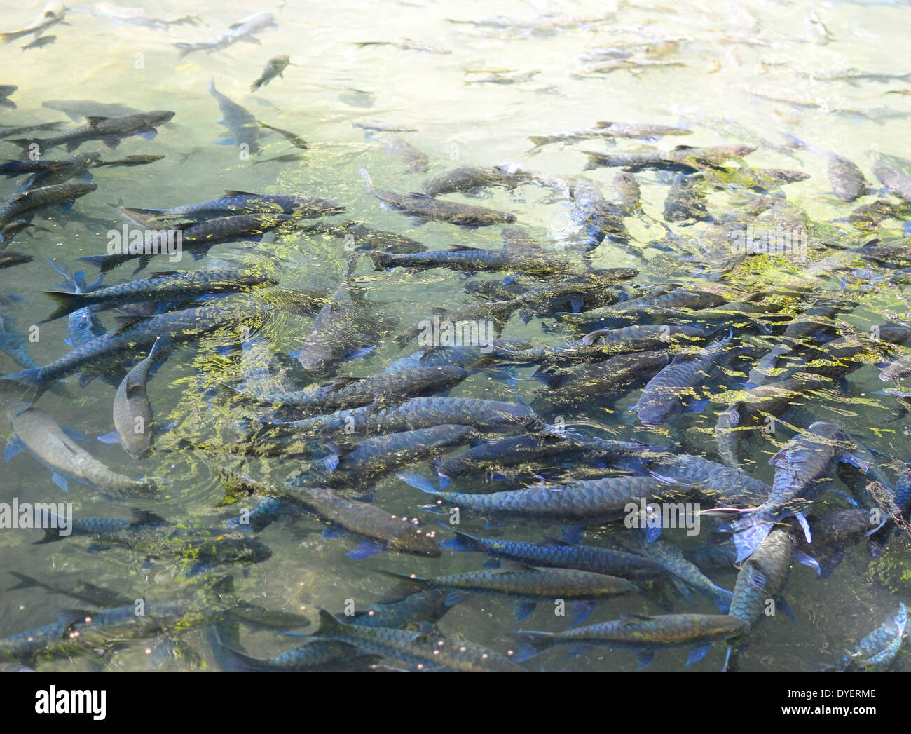 Fishes swimming in pond hi-res stock photography and images - Alamy