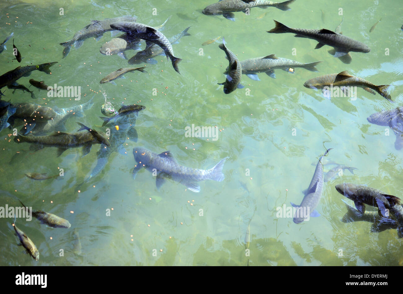 Fish farm feeding hi-res stock photography and images - Alamy
