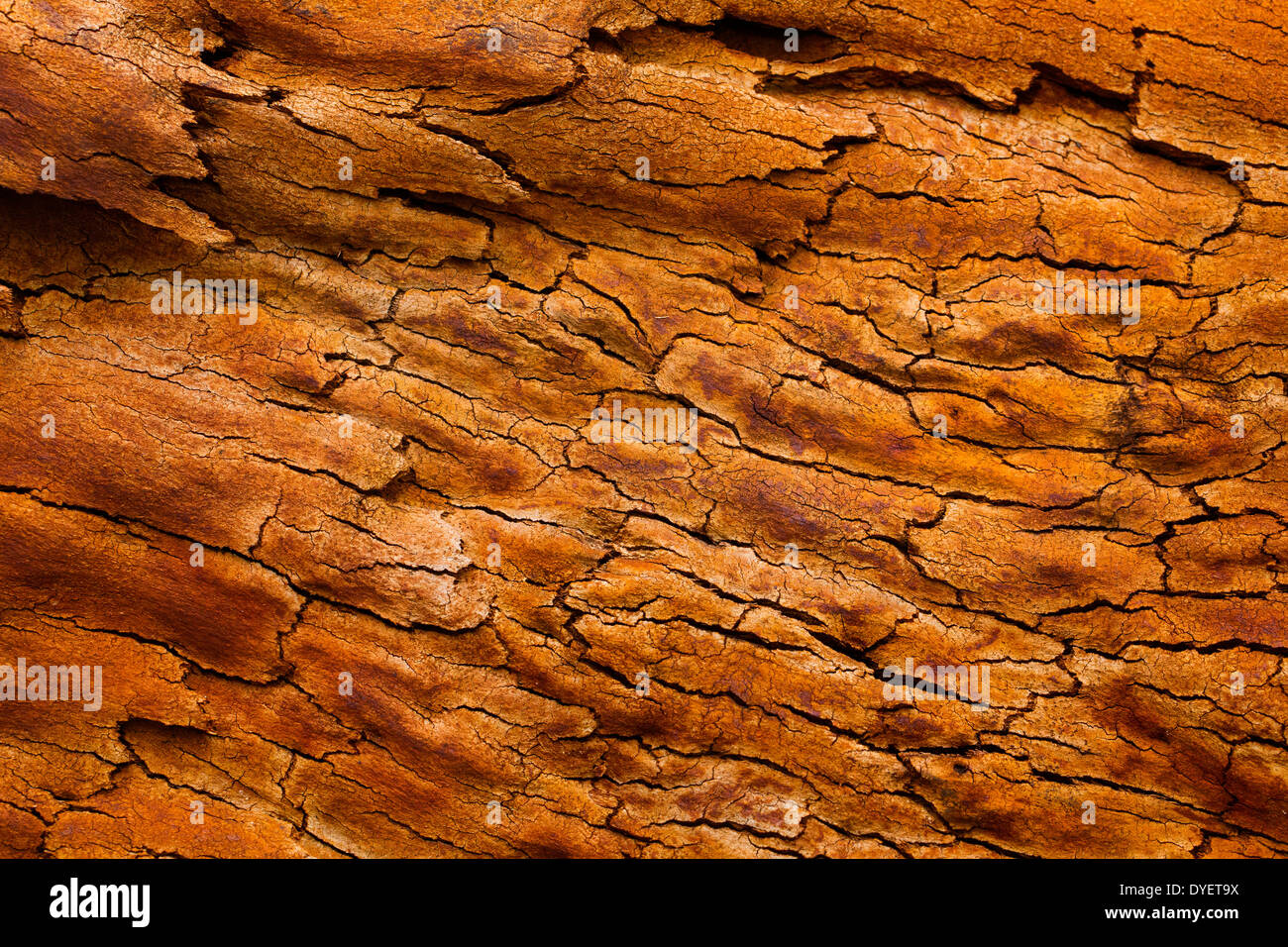 Beautiful colours and patterns on tree bark after a bush fire, Wollemi ...