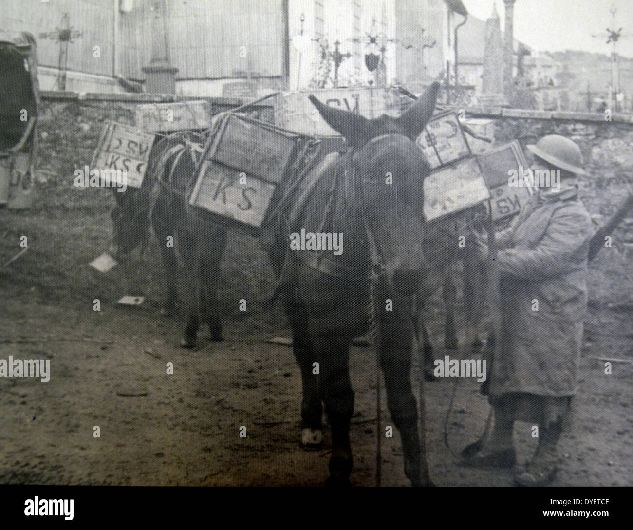 World war two: Goumier (Moroccan soldier in French army), with a mule in Alsace, France 1945 ...