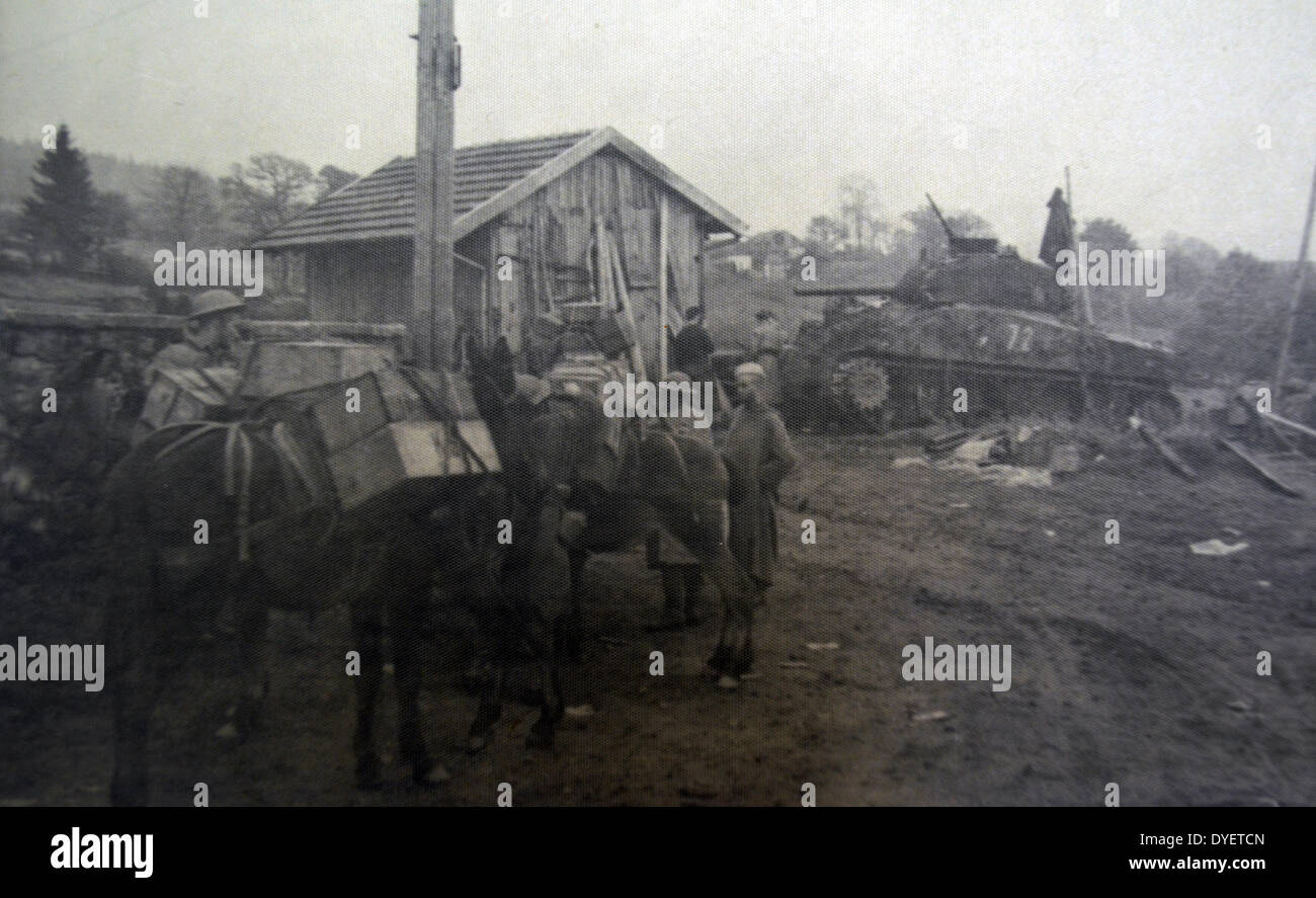 World war two: Goumier (Moroccan soldier in French army), with a mule in Alsace, France 1945 ...
