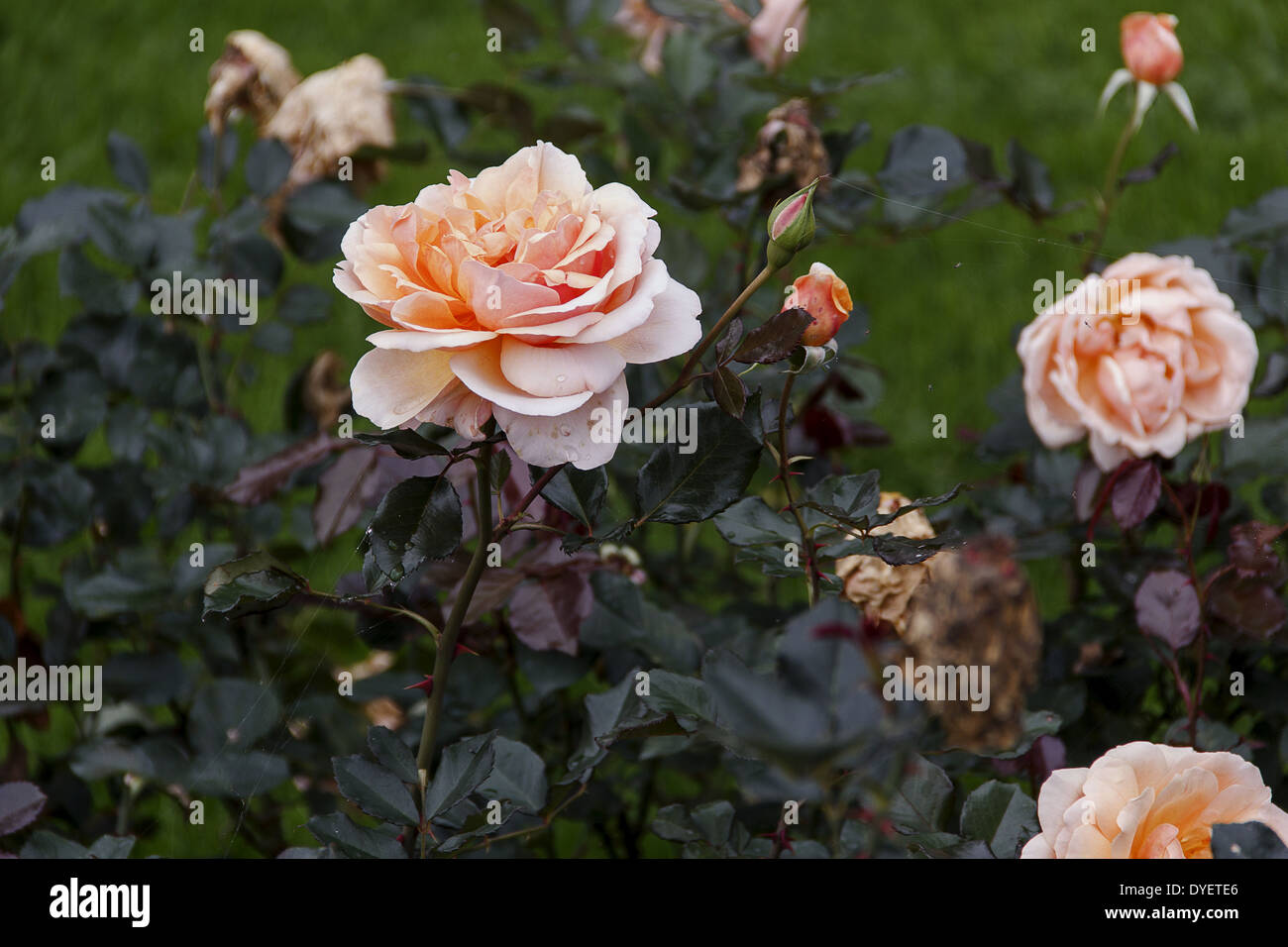 Beautiful tea hi-res stock photography and images - Alamy