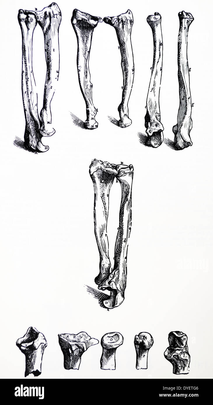 Radius ulna forearm posterior drawing hi-res stock photography and ...