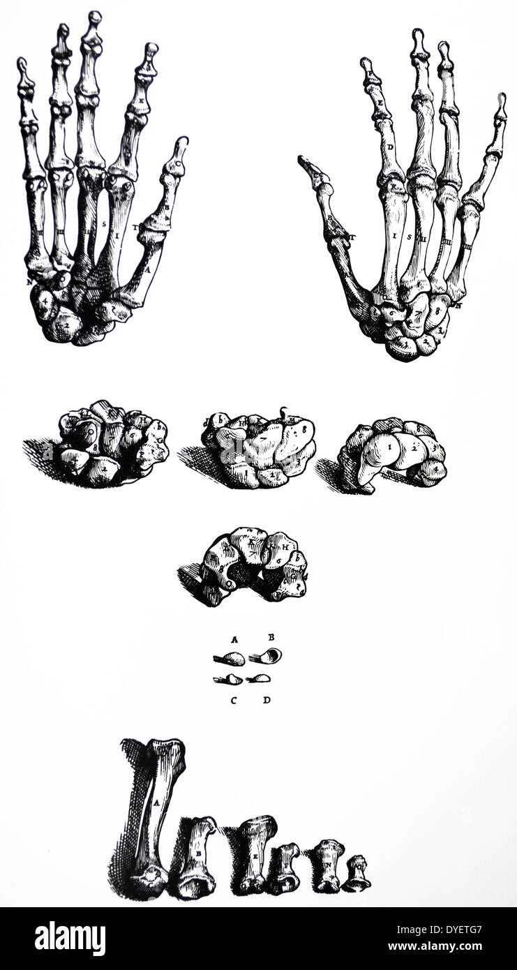 Hand anatomy historical drawings hi-res stock photography and images ...