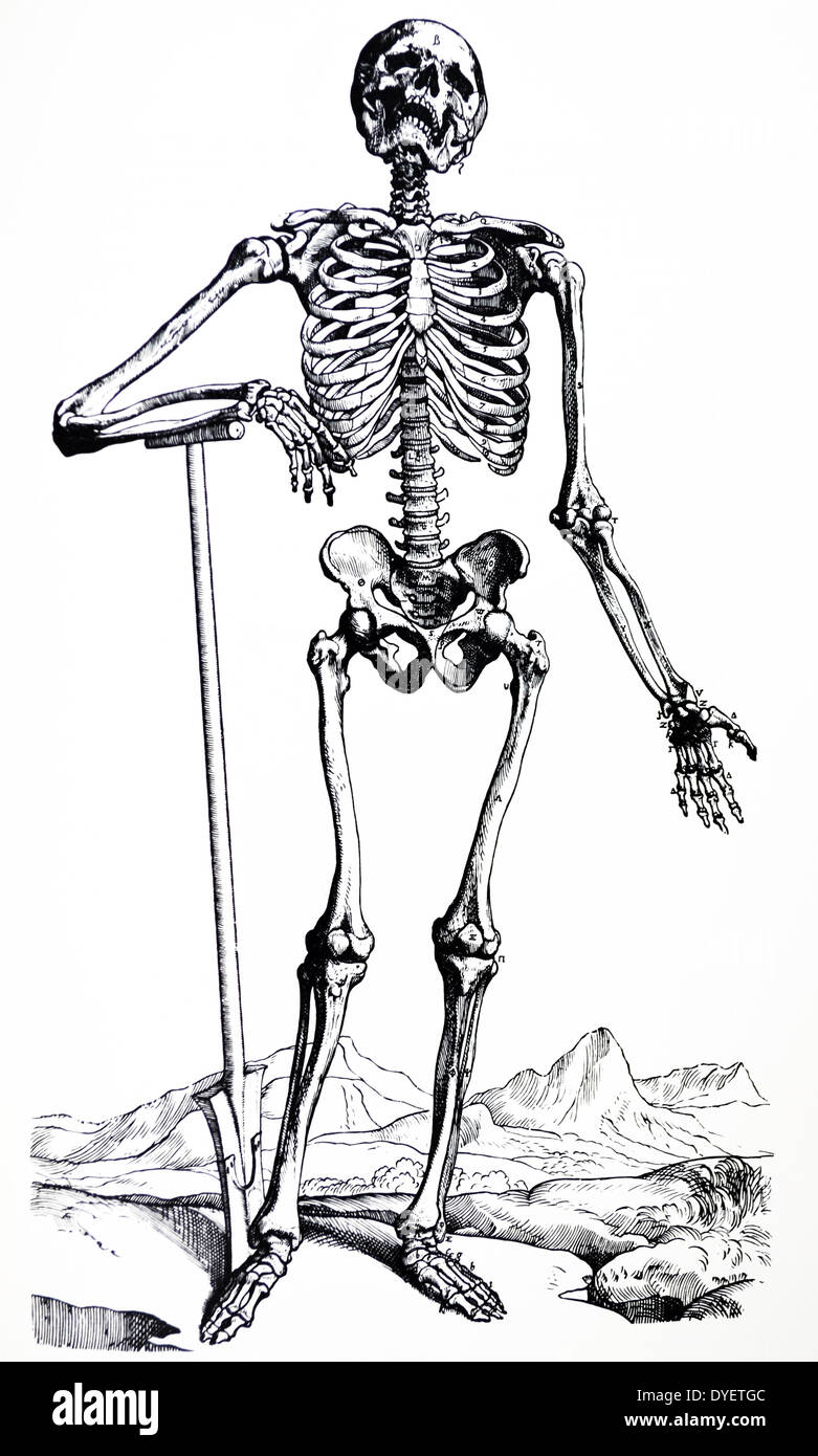 The Plates from the First Book of the De Humani Corporis Fabrica by ...